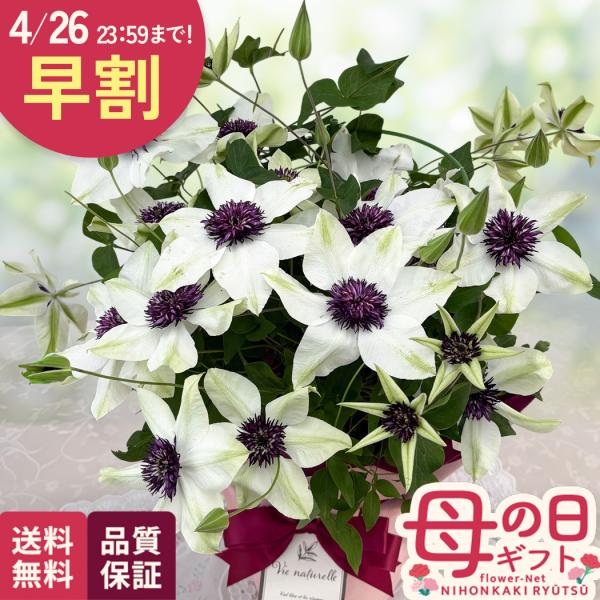 【フラワーネット日本花キ流通】母の日ギフトおすすめ＼４つの無料特典／・お花を傷つけない優しい素材の「ギフトラッピング」・感謝のメッセージ入り「母の日ピック」・お花が初めてでも安心「育て方説明書」・届いてからも安心「品質保証」【贈る相手】女性...