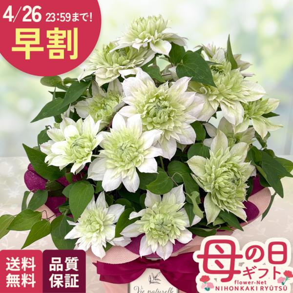 【フラワーネット日本花キ流通】母の日ギフトおすすめ＼４つの無料特典／・お花を傷つけない優しい素材の「ギフトラッピング」・感謝のメッセージ入り「母の日ピック」・お花が初めてでも安心「育て方説明書」・届いてからも安心「品質保証」【贈る相手】女性...