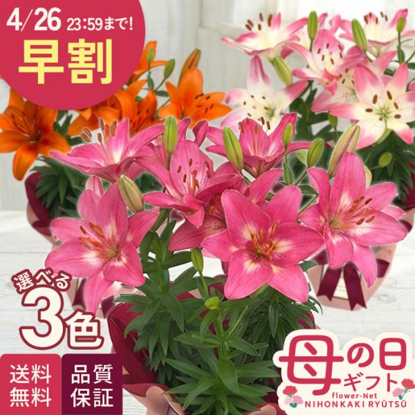 【フラワーネット日本花キ流通】母の日ギフトおすすめ＼４つの無料特典／・お花を傷つけない優しい素材の「ギフトラッピング」・感謝のメッセージ入り「母の日ピック」・お花が初めてでも安心「育て方説明書」・届いてからも安心「品質保証」【贈る相手】女性...