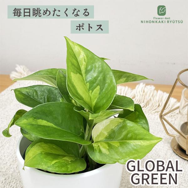 ■商品説明どんなインテリアにも溶け込みやすいシンプルな白い鉢に入ってのお届けです。 丸みのある鉢がキュートでスタイリッシュなデザインとなっていて、シンプルな鉢はどんなインテリアにも自然に溶け込み、空間を明るい印象にします。 届いたその日から...