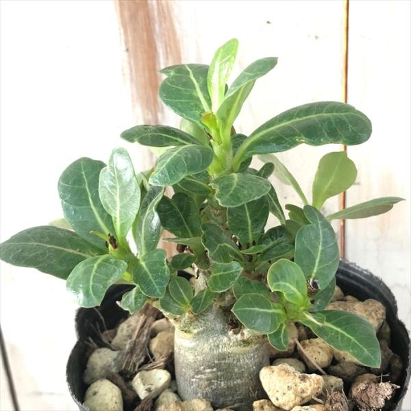 ■特徴美しい花が特徴の「アデニウム・アラビカム」。「砂漠の薔薇」の和名で有名な「アデニウム・オベスム」と似ていますが、アラビカムの方が低く横に広がりやすい。■日当たり・置き場所一年を通して直射日光のあたる風通しの良い場所で管理してください。...
