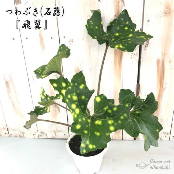 ■特徴常緑多年草キク科ツワブキ属花期：10月〜11月■置き場所・日当たり半日陰または明るい日陰で腐植質の富んだ場所を好みます。直射日光を嫌い肥効が強いと葉形や斑に影響が出るため有機肥料を与えて育てる。■水やり鉢植えは表土が乾いたら十分に与え...