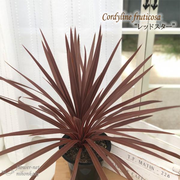 ■特徴キジカクシ科 コルジリネ属  寄せ植えや庭のカラーリーフとして人気な「コルジリネ・レッドスター」。 存在感がある上に耐暑性・耐寒性・乾燥に強いのでお庭のアクセントにおススメ！■置き場所日当たりの良い場所で管理してください。■水やり暑い...