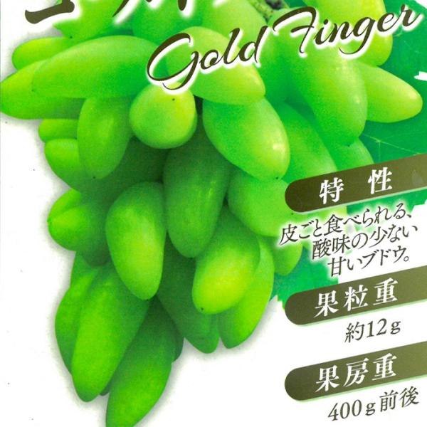 【特徴】皮ごと食べられる酸味の少ない甘いぶどう。果粒重：約12ｇ果房重：400ｇ前後【置き場所】日光を好むので、庭植えの植えつけ場所、鉢植えの置き場とも日当たり良好な場所を選びましょう。【水やり】鉢土の表面が白く乾いたら、鉢底の穴から少し流...
