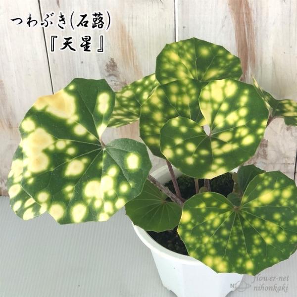 ■特徴常緑多年草キク科ツワブキ属花期：10月〜11月■置き場所・日当たり半日陰または明るい日陰で腐植質の富んだ場所を好みます。直射日光を嫌い肥効が強いと葉形や斑に影響が出るため有機肥料を与えて育てる。■水やり鉢植えは表土が乾いたら十分に与え...