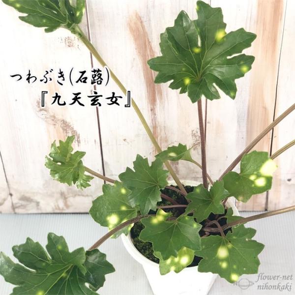 ■特徴常緑多年草キク科ツワブキ属花期：10月〜11月■置き場所・日当たり半日陰または明るい日陰で腐植質の富んだ場所を好みます。直射日光を嫌い肥効が強いと葉形や斑に影響が出るため有機肥料を与えて育てる。■水やり鉢植えは表土が乾いたら十分に与え...