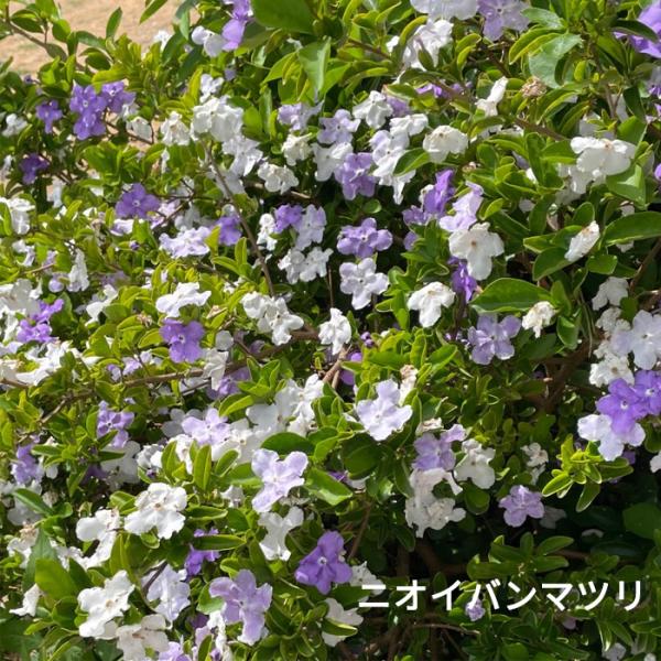 ■特徴別名：ブルンフェルシア ナス科・バンマツリ属 半常緑〜常緑低木  春〜初夏にかけて5枚の花びらを付けた、さわやかな香りの花を枝いっぱいに咲かせます。 咲き始めは紫、後に白へと花色が変化する姿が美しく、一株で2色の花色を楽しめます。■置...