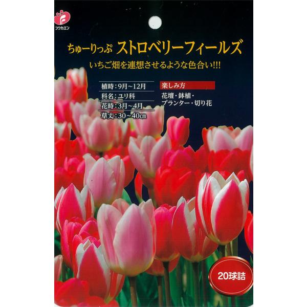 いちご畑を連想させるような色合い。思わずにっこり。Berry Very Happy！【開花期】3月〜4月【植付時期】9月〜12月【草丈】約30〜40cm【入数】10球【ご確認ください】生育状況により、発送間際の段階で数量の訂正やご注文のキャ...