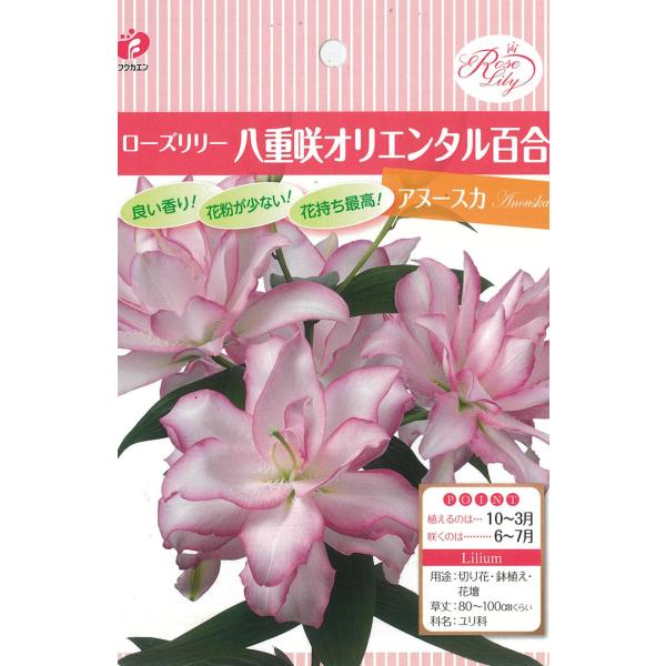 従来の八重咲オリエンタルと比べ、花が大きく、最後までキッチリと八重咲が出ます。流通絶対量も未だ少ないので、注目される事間違いなし。良い香り。花粉が少ない。花もち最高。【開花期】6月〜7月【植付時期】10月〜3月【草丈】80〜100cmくらい...