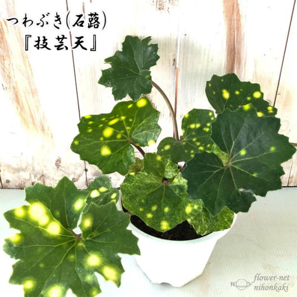 ■特徴常緑多年草キク科ツワブキ属花期：10月〜11月■置き場所・日当たり半日陰または明るい日陰で腐植質の富んだ場所を好みます。直射日光を嫌い肥効が強いと葉形や斑に影響が出るため有機肥料を与えて育てる。■水やり鉢植えは表土が乾いたら十分に与え...