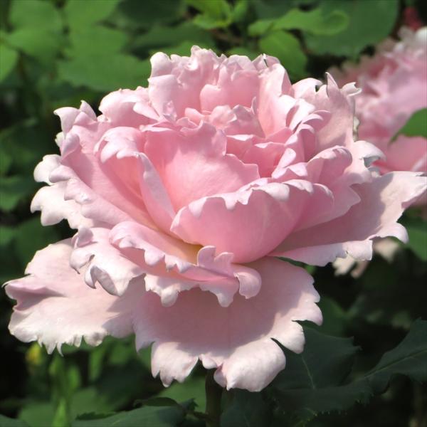 【特徴】淡いピンクの花弁の縁に切れ込みが入る、華やかな大輪花。ロゼット咲きですが、少な目の花弁が優しく花芯を包み込みます。カンキツとローズの上品な香り。樹勢が強く、勢いの良いシュートが良く伸び、刺は少なめ。四季咲き性のつるバラとしてフェンス...