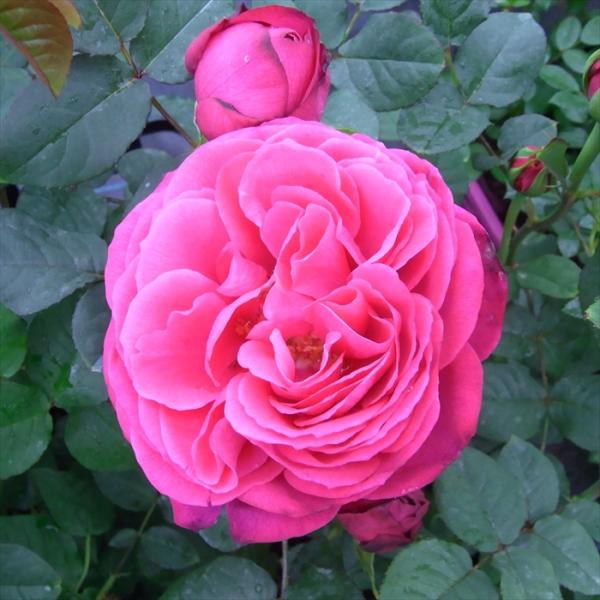 【商品説明】花色は濃黒赤紫色で外側ほど紫色になるクォーターロゼット咲き。花枝は長くのび、3〜4輪の房咲きになる。枝が長く伸びるため、つるバラの様に仕立てることも、木立のように切り詰めて育てることもできる。国際コンクールで芳香部門の賞を獲得。...