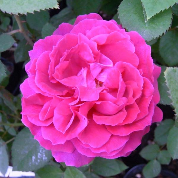 【商品説明】濃紅色の華やかなロゼットカップ咲きで、花弁の縁が波打つ。「これぞ、オールドローズ！」という、甘く豊満な香りが魅力の品種。【香り】★★★★☆（花の近くに居ると感じとれる強い香り）ダマスク系【分類】OLD（Old Rose オールド...