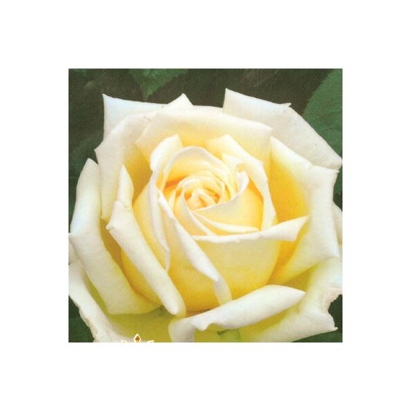 【商品説明】クリームイエローの丸弁高芯咲き。樹形は半直立性で大株に成育する。弁質に優れ、雨にも強い。耐寒性、耐暑性ともに強く、耐病性もある強健種。2006年、世界バラ会連合の第14回大阪大会で「ピエール ドゥ ロンサール」と共に殿堂入りを果...