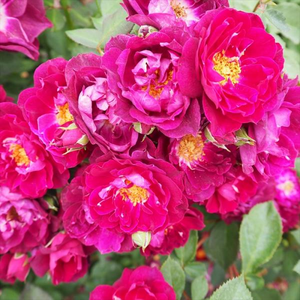 【商品説明】赤紫の花弁の中心に黄色のシベが顔をのぞかせる対比が美しい。弁端がスペード マークの様にツン！と突き出した花弁が特徴的で、整ったシャローカップに咲く。実付きが良く、花ガラ摘みをしなければオレンジ色の見ごたえのあるヒップが楽しめるが...