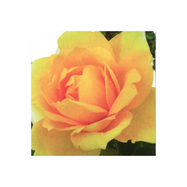 【商品説明】少し赤みを帯びた濃黄色の整った半剣弁高芯咲き。黄花系品種の長年の懸案であった色褪せや、花型の崩れが少なく、花持ちにも優れる。黄花系に珍しく、やや遅咲き性。【香り】★☆☆☆☆（花に顔を近づけると感じられる強さの香り）ティー系【分類...