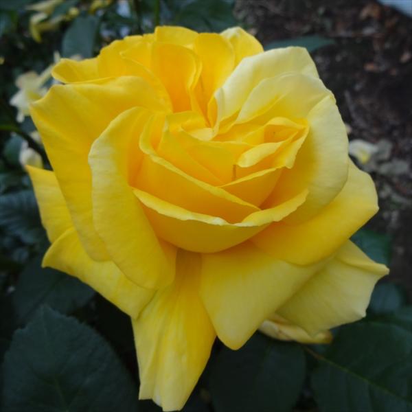 【商品説明】明るい黄色が、開花と共に柔らかなクリームイエローに褪せる半剣弁高芯咲き。花弁の重ねが差ほど多くないものの、花持ちに優れ、緩く波打つ花弁のお陰で、花芯が露出する程開いてもまた違った美しを感じられる。革質の照り葉も花を引き立てる。品...