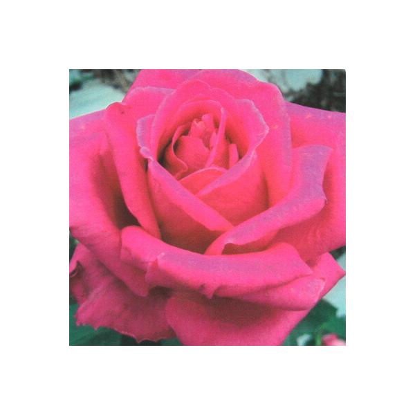 【商品説明】彩度の高いローズピンクが目を引く剣弁高芯咲き。内閣総理大臣を5期務めた「故 吉田茂」氏の娘で、第92代内閣総理大臣「麻生 太郎」氏の母である「故 麻生和子」氏に日本人ブリーダーが捧げたバラ。切り花コンテストの定番品種「ロイヤル ...