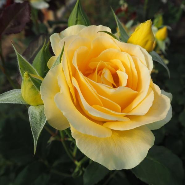 【商品説明】オレンジ〜クリームイエローの波打つ花弁は、パステルペンで描いた様な色調の丸弁カップ咲き。柔らかな印象の花色と花容が相まって、他のバラや草花と良く馴染む。樹勢も良く、高さもそれなりに出るため、インテグリフォリア系の淡いブルーのクレ...