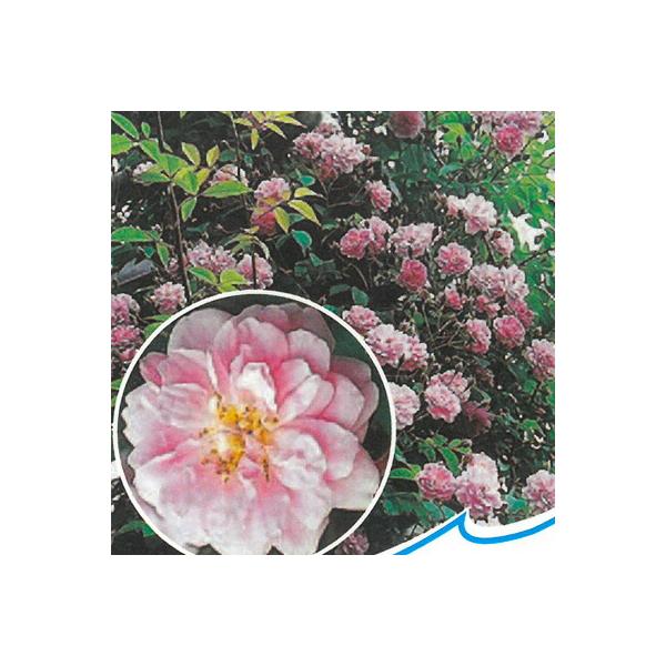 【商品説明】柔らかいピンク色のポンポン咲き。桜と同じく一季咲きで、待ちわびた花の季節を謳歌する様に大房になって、重みで下を向いて開花する。トゲは多くないものの、鋭く頑丈。太く長い釣り竿の様に枝が四方八方に伸びるため、誘引には苦労する。海外で...