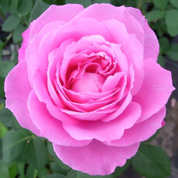 【商品説明】ラベンダーピンクの重ねの厚いカップ咲きで、外弁は半剣弁状に尖る。ダマスク系の濃く澄んだ香りを放ちながら、弁質も良いため、美しい花型を長く保つ。花径が長くやや華奢なため、雨に打たれると折れたり俯くことがあり、注意が必要。自立させら...