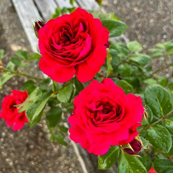 【商品説明】深紅のクォーターロゼット咲きで、咲き進むに連れてピンク味が強く現れ、明るい花色となる。数輪の房になって咲き、花付き・花持ちに優れ、照りのある厚く革質な葉が反対色の花をよく引き立てる。作出国のフランスではコンパクトな四季咲き性のフ...