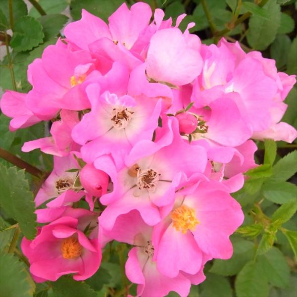 【商品説明】弁底が白く抜ける明るいピンクの丸弁一重咲き。つるバラで人気の‘バレリーナ（Ballerina）’をコンパクトにしたような雰囲気で、花付きが良く大房になって開花し、開花サイクル短くよく繰り返して開花する。春の花ガラを摘まなければ、...