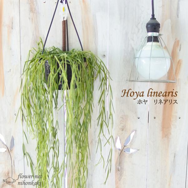 ■特徴棒状の多肉質な葉が真っすぐに垂れ下がります。 丈夫で乾燥にも強く、気温に気を付ければどんどん新しい葉を出しながら長く伸びていきます。 耐陰性も強いためインテリアにとても人気な魅力的な植物です。■日当たり・置き場所室内の明るく風通しの良...