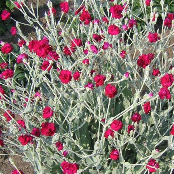 【特徴】‘シレネ コロナリア（Silene coronaria）＝スイセンノウ’の八重咲きタイプです。以前は、リクニス属に分類されていましたが、最新の遺伝子解析に基づいて分類が見直されました。基本種はこぼれ種でドンドン増殖して、環境が合うと...
