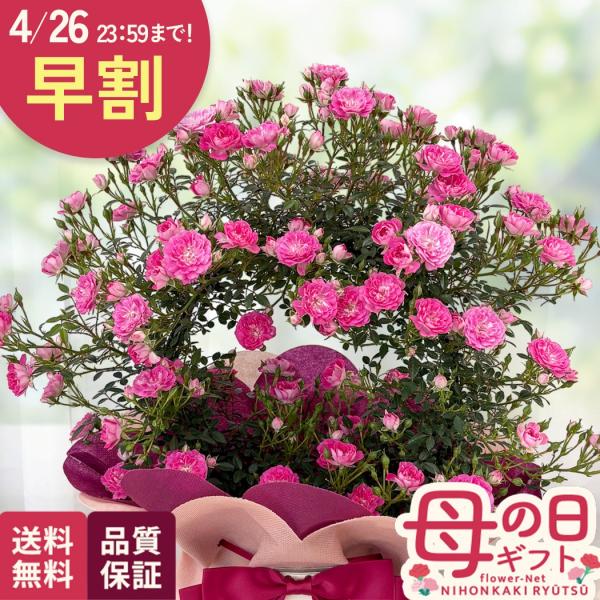 【フラワーネット日本花キ流通】母の日ギフトおすすめ＼４つの無料特典／・お花を傷つけない優しい素材の「ギフトラッピング」・感謝のメッセージ入り「母の日ピック」・お花が初めてでも安心「育て方説明書」・届いてからも安心「品質保証」【贈る相手】女性...