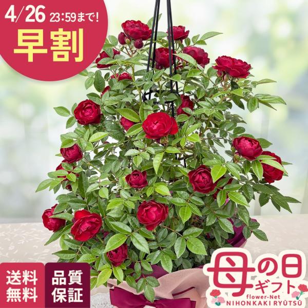 【フラワーネット日本花キ流通】母の日ギフトおすすめ＼４つの無料特典／・お花を傷つけない優しい素材の「ギフトラッピング」・感謝のメッセージ入り「母の日ピック」・お花が初めてでも安心「育て方説明書」・届いてからも安心「品質保証」【贈る相手】女性...