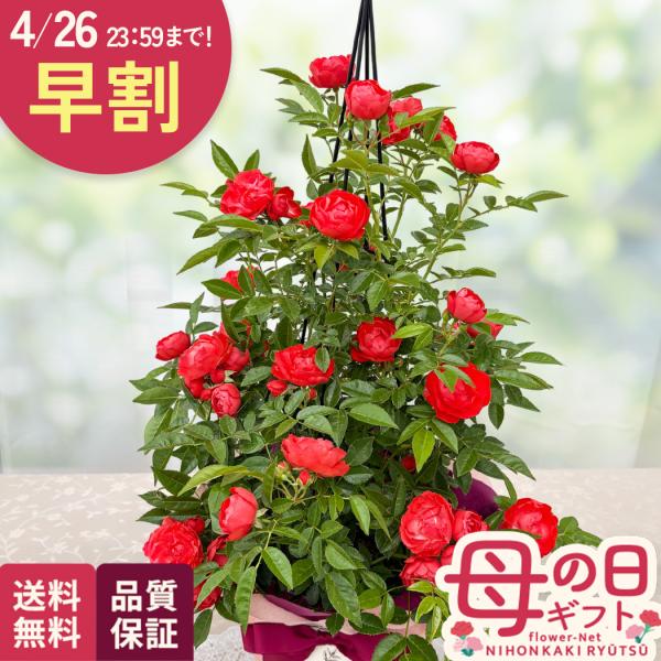 【フラワーネット日本花キ流通】母の日ギフトおすすめ＼４つの無料特典／・お花を傷つけない優しい素材の「ギフトラッピング」・感謝のメッセージ入り「母の日ピック」・お花が初めてでも安心「育て方説明書」・届いてからも安心「品質保証」【贈る相手】女性...