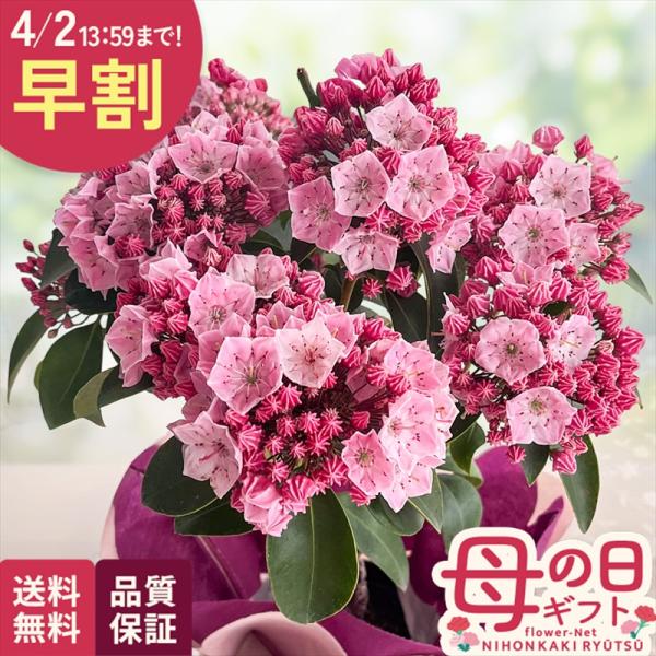 【フラワーネット日本花キ流通】母の日ギフトおすすめ＼４つの無料特典／・お花を傷つけない優しい素材の「ギフトラッピング」・感謝のメッセージ入り「母の日ピック」・お花が初めてでも安心「育て方説明書」・届いてからも安心「品質保証」【贈る相手】女性...