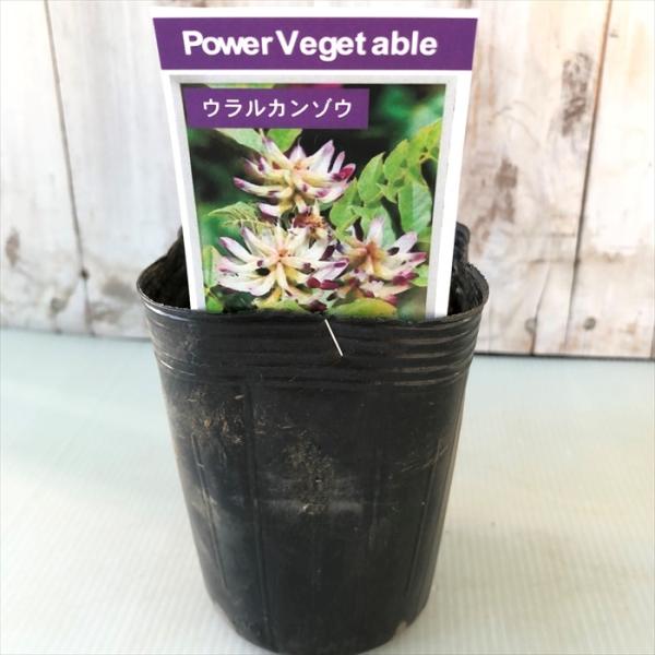 ■特徴ウラル甘草（ウラルカンゾウ）　‘グリシリザ ウラレンシス（Glycyrrhiza uralensis）’マメ科の落葉性宿根草です。そのまま根や地下茎をかじっても非常に甘いことが名前の由来で、日本国内で発売・処方されている漢方薬の約7割...