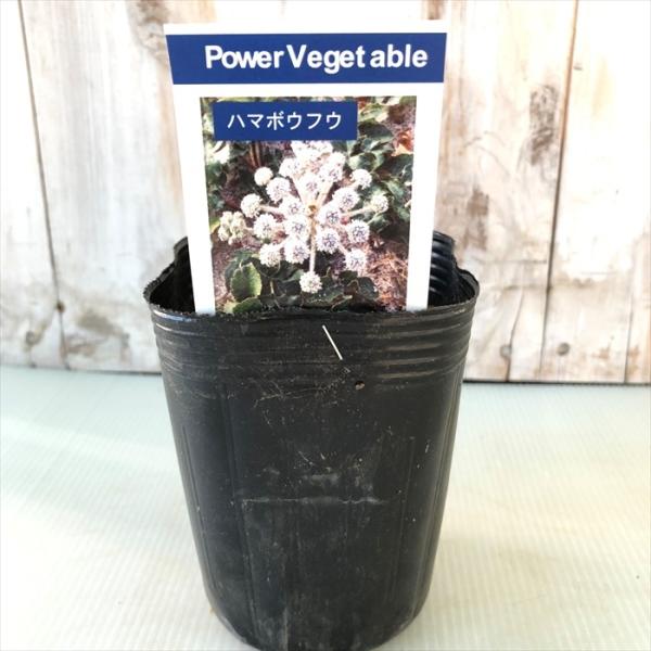 ■特徴ハマボウフウ（浜防風）　‘グレニア リトラリス（Glehnia littoralis）’セリ科の落葉性宿根草です。名前は、「浜に生える（生薬の）防風」の意味で、中国大陸に自生して属の異なる‘サポシニコヴィア ディヴァリカタ（Sapos...