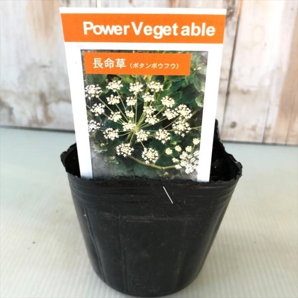 ■特徴ボタンボウフウ（牡丹防風）　‘ペンセダヌム ヤポニカム（Peucedanum japonicum）’セリ科の半常緑性宿根草です。沖縄では琉球王国時代以前から野菜として食され、「長命草」とも呼ばれます。近年では「スーパーフード」の一つに...