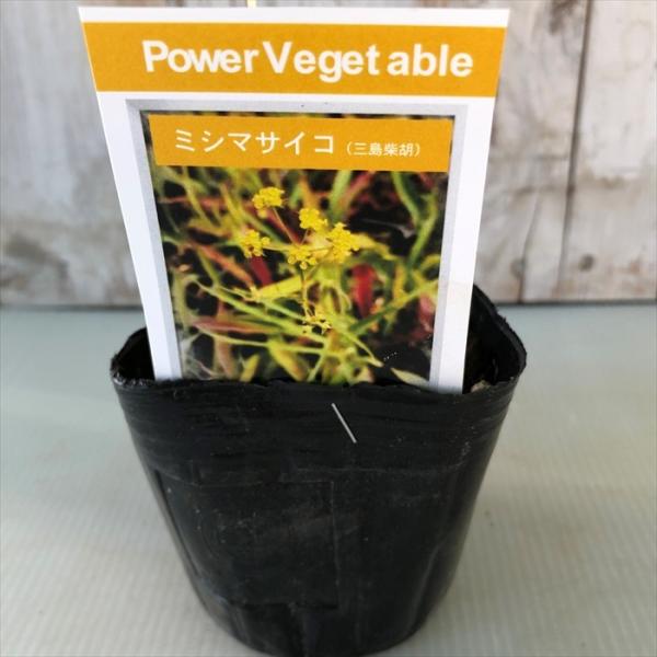 ■特徴三島柴胡（ミシマサイコ）　‘ブプレウルム スコルゾネリフォリウム（Bupleurum scorzonerifolium）’セリ科の落葉性多年草です。解熱や解毒に効果があるとされる生薬「柴胡（さいこ）」は、「効能が異なる」として産地名を...