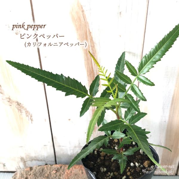 ウルシ科コショウボクのピンクペッパーです。苗から育てると実を収穫するには2年以上かかります。葉も実も同じように使えます。フレッシュな香りで料理のいいアクセントになります。【置き場所】　明るい風通しの良い場所で管理してください。-5℃程度まで...