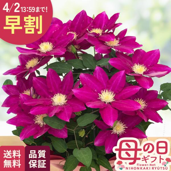 【フラワーネット日本花キ流通】母の日ギフトおすすめ＼４つの無料特典／・お花を傷つけない優しい素材の「ギフトラッピング」・感謝のメッセージ入り「母の日ピック」・お花が初めてでも安心「育て方説明書」・届いてからも安心「品質保証」【贈る相手】女性...