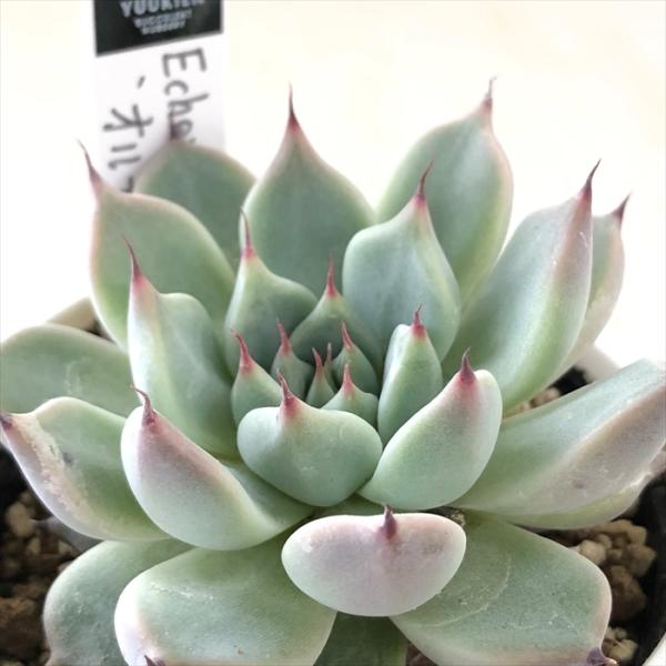 ■日当たり春秋型種 10℃〜25℃の過ごしやすい季節によく生長し、暑すぎたり、寒すぎる時期は休眠してしまいます。 生長期：2月〜6月・9月〜11月 休眠期：7月〜8月・11月〜1月■水やり1春・秋は日当たりがよく、雨が当たらない風通しの良い...