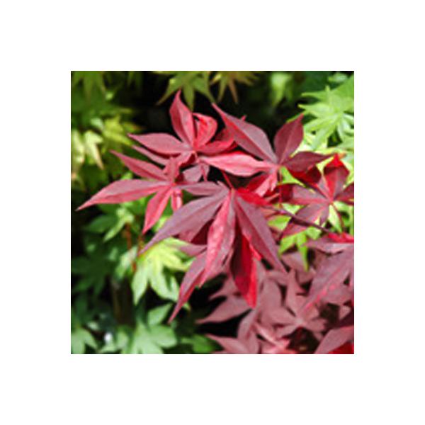 【特徴】オオモミジ系。「猩々」の枝変わり種で、「大明錦」「日の出錦」と同様に濃い紫紅色の葉。【置き場所】半日陰から日向の水はけの良い場所を選びます。【水やり】春と秋は1〜2日に1回程度。夏は朝、夕の2回。冬は表土が乾いたら与えるようにします...