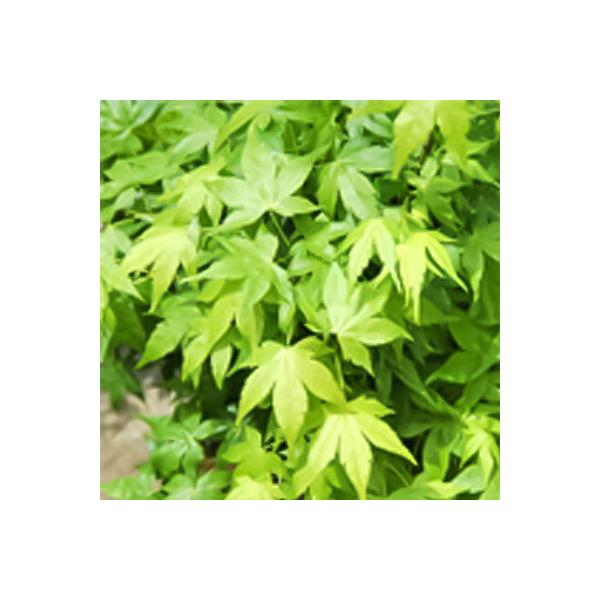 【特徴】別名「青柳」。ヤマモミジ系で、赤枝の「珊瑚閣」に対して、緑枝が目を引く小葉品種。樹齢は２０年以上だが、依然として樹枝は緑を保っている。芽吹きから開葉まで黄緑色で、裂片の周囲がやや反り返り気味に開葉し、整った葉形と樹枝の緑が調和して美...