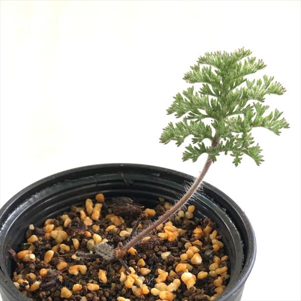 ■特徴濃い茶色をした木の根っこのような塊根が大きな特徴です。ユニークな塊根だけではなく、涼しい季節になるとフワフワした深い切れ込みの入った葉が生えてきます。細かい羽毛状の毛で覆われ、神秘的で繊細な印象を持っています。■日当たり・置き場所生長...