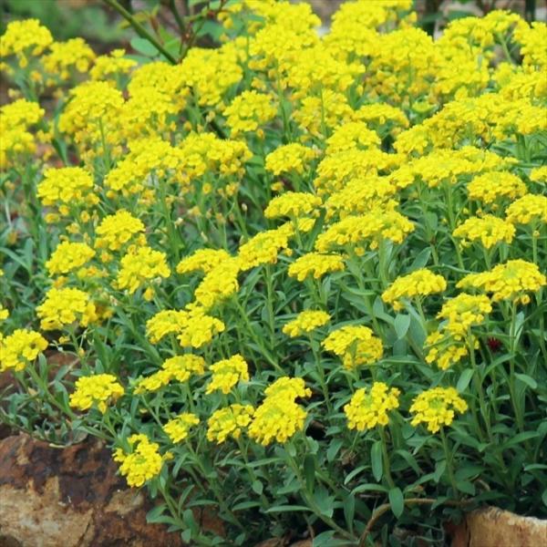 【特徴】ゴールデンイエローの花穂をたっぷり咲かせる宿根アリッサム。矮性でカーペット状になり、グランドカバーにもおすすめ。【開花時期】4〜5月【草丈】10〜15cm【株張】20〜40cm【サイズ・その他】お届け：10.5cmポット　1鉢※ポッ...