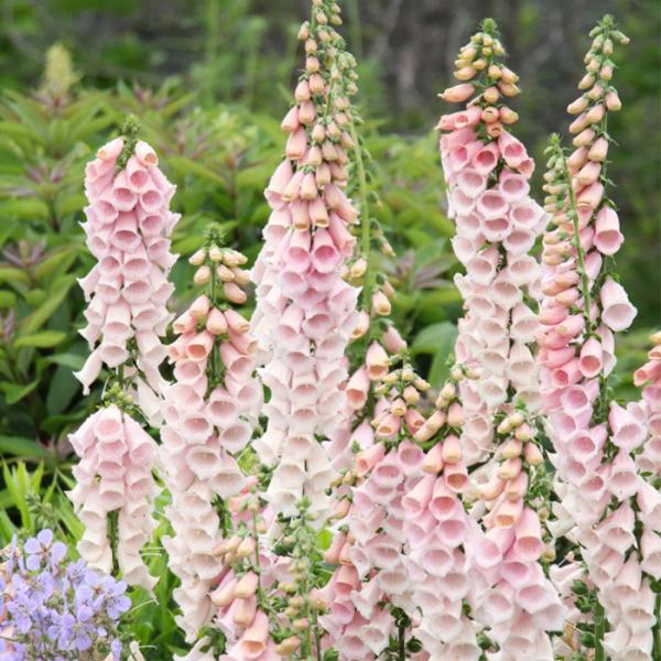 【特徴】長年の間、毎年人気の宿根草。すらっと伸びる花穂がガーデンでの存在感抜群。バラとの相性も非常に良く、ローズガーデンには欠かせないパートナー。やさしいピンクの花色で、他の植物とも合わせやすい。【開花時期】5〜6月【草丈】80〜120cm...