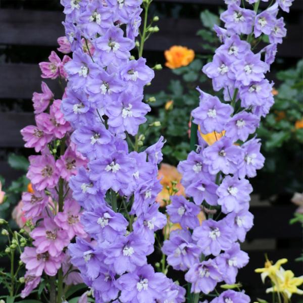 【特徴】初夏のシンボルプランツとして毎年大人気。爽やかな透明感のある花に誰もが魅了される。夏の暑さが苦手で、涼しい日当たりを好む。また、水はけの良い場所に植えるのがおすすめ。【開花時期】5〜6月【草丈】120〜160cm【株張】40〜70c...