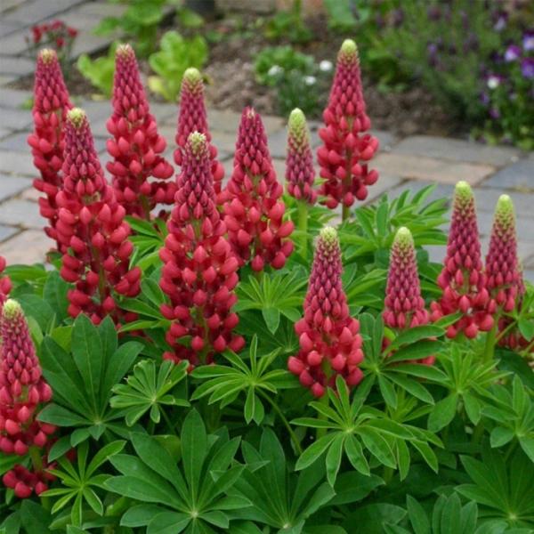 【特徴】鮮やかな花色でガーデンを彩る宿根草。ルピナスを良く咲かせるコツは、日当たりの良い場所に水はけ良く植えること。数株まとめた群植がおすすめ。【開花時期】5〜7月【草丈】50〜60cm【株張】40〜70cm【サイズ・その他】お届け：10....