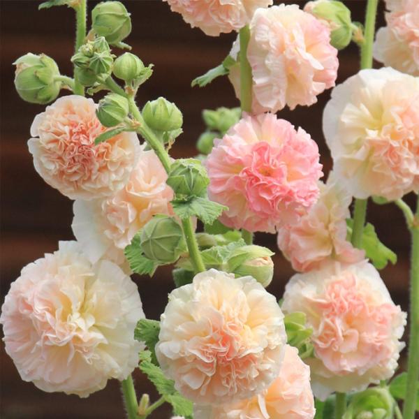 【特徴】大型で存在感のある夏の宿根草。寒さ・暑さに強く丈夫で、植えっぱなしで手間いらず。とても育てやすいのが魅力。背が高くなるため、ガーデンの後方におすすめ。日陰や湿気が多い場所ではたおれてしまうことがあるため、植え場所に注意が必要。【開花...