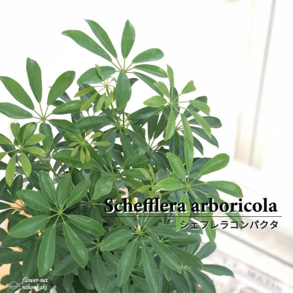 シェフレラコンパクタ【置き場所・日当たり】耐陰性はありますが出来るだけ日当たりのいい場所に置くようにします。耐陰性もあるため、室内の日光が入る場所なら大丈夫です。 ただし、エアコンなどの風が直接当たると葉が傷んでしまうので、直接当たらない場...