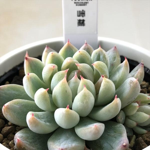 多肉植物 yukエケベリア 雪雛 優木園さんの苗 エケベリア 6cm 多肉植物 yukエケベリア 雪雛 優木園さんの苗 エケベリア 6cm